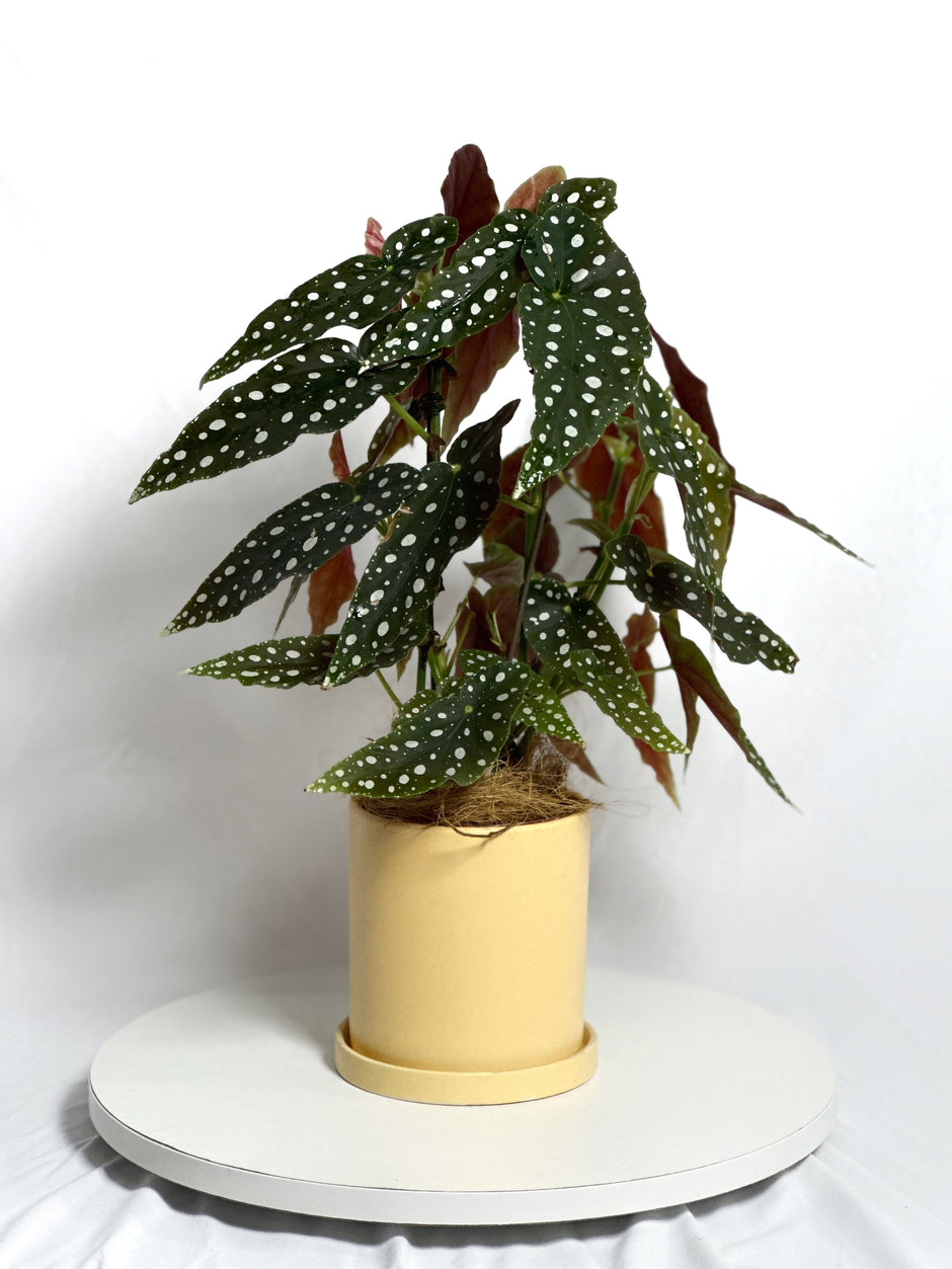 Online Plant Store | Landscape design | Jungle Corner 植角