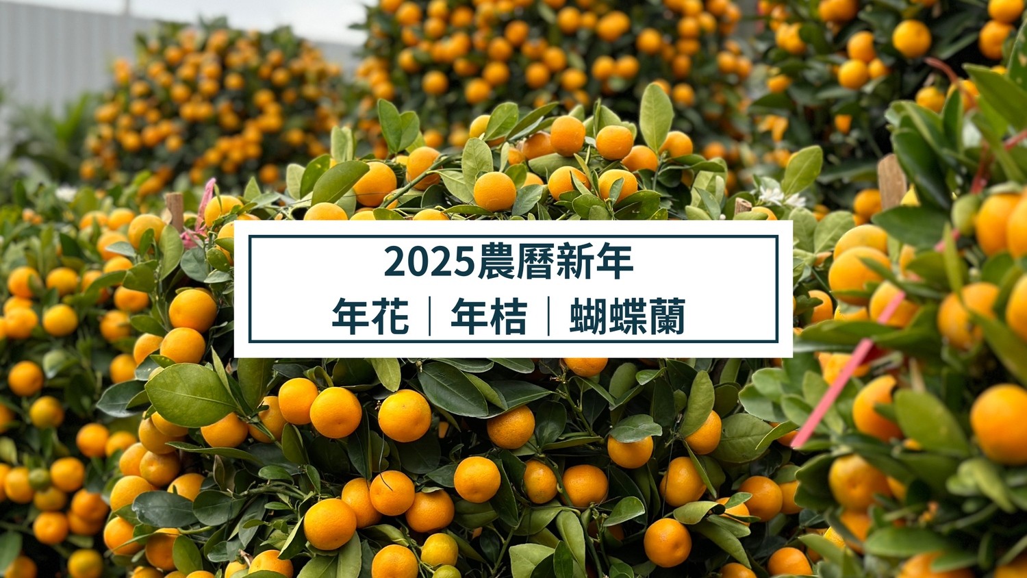 Online Plant Store | Landscape design | Jungle Corner 植角