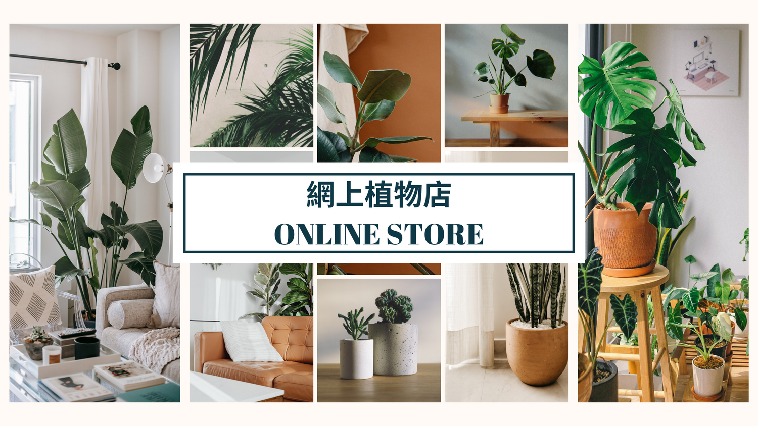 Online Plant Store | Landscape design | Jungle Corner 植角