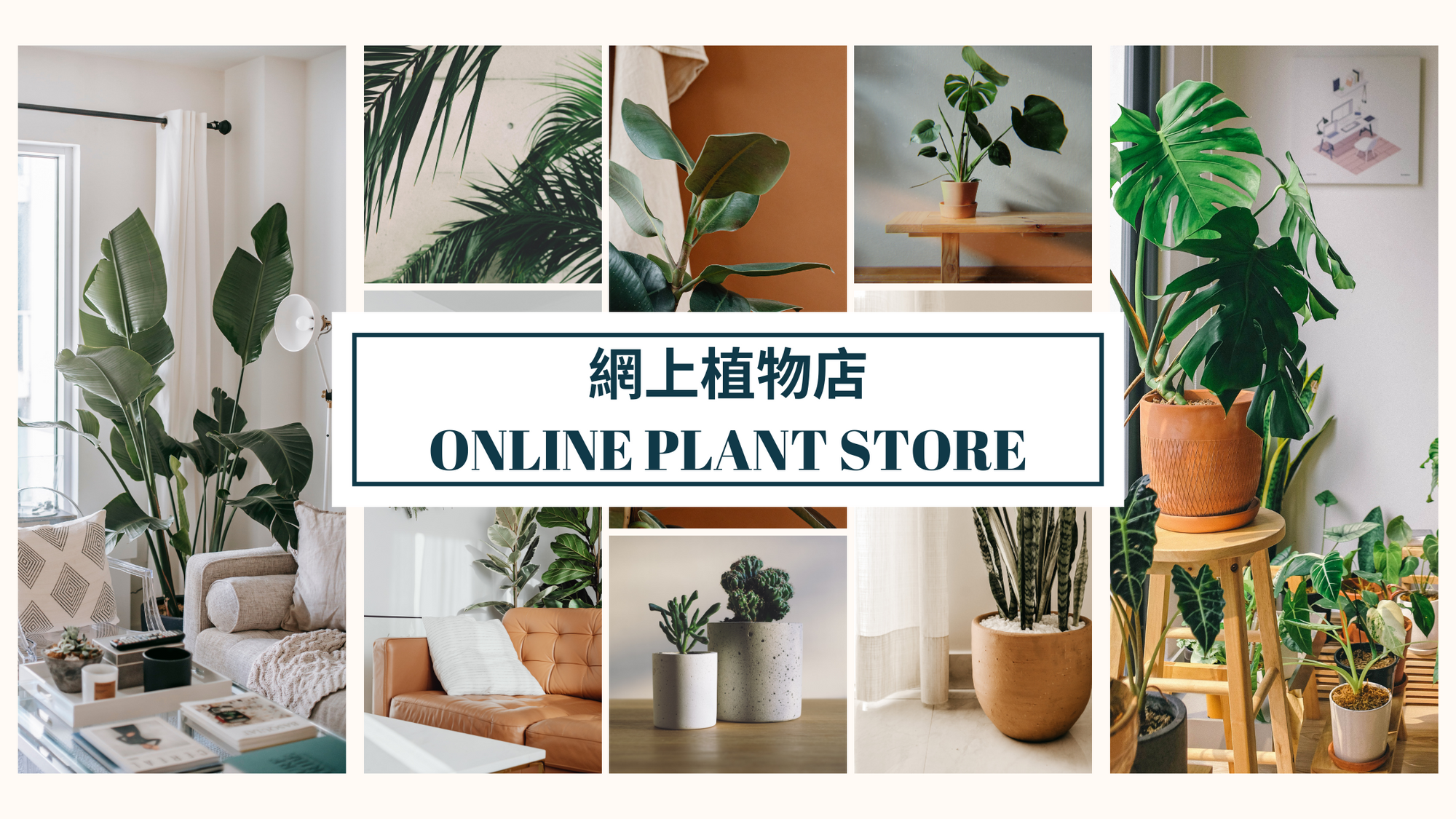 Online Plant Store | Landscape design | Jungle Corner 植角