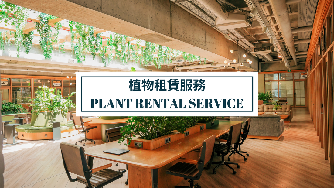 Online Plant Store | Landscape design | Jungle Corner 植角