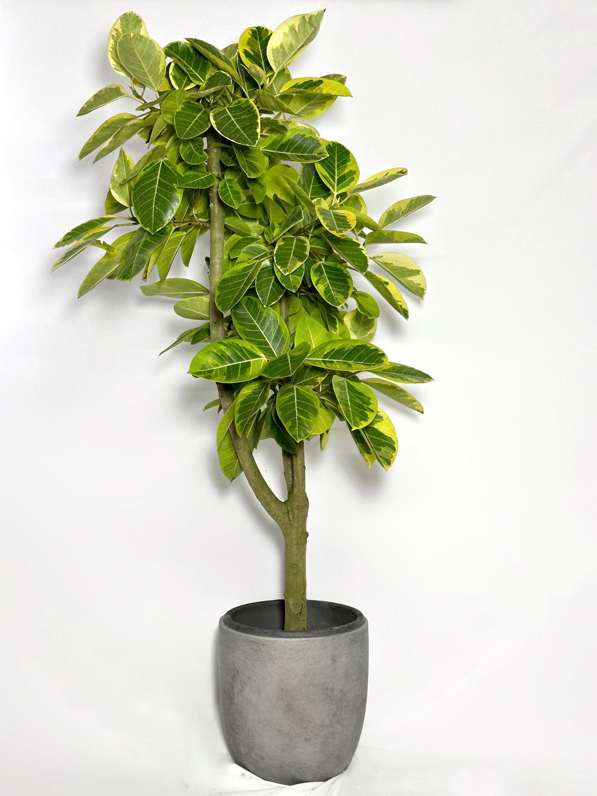 斑葉高山榕(富貴榕) | Ficus Benghalensis Variegata – Jungle Corner