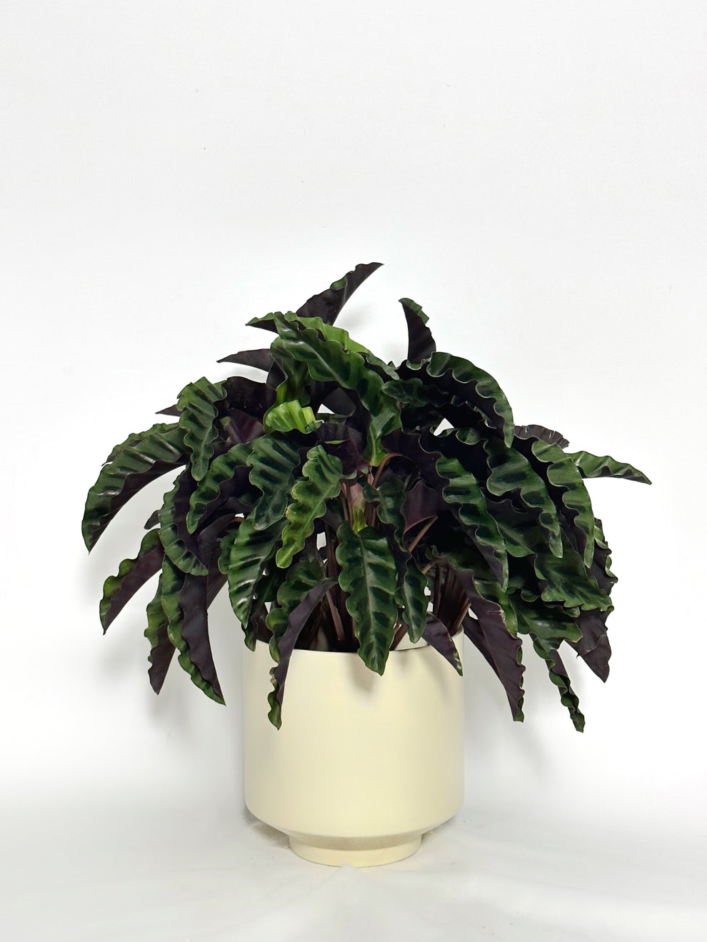 錦繡竹芋|Calathea Gandersii – Jungle Corner