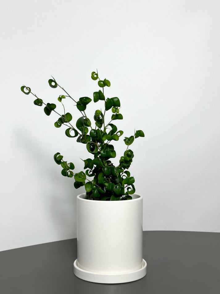 捲葉榕｜Ficus Benjamina Barok – Jungle Corner