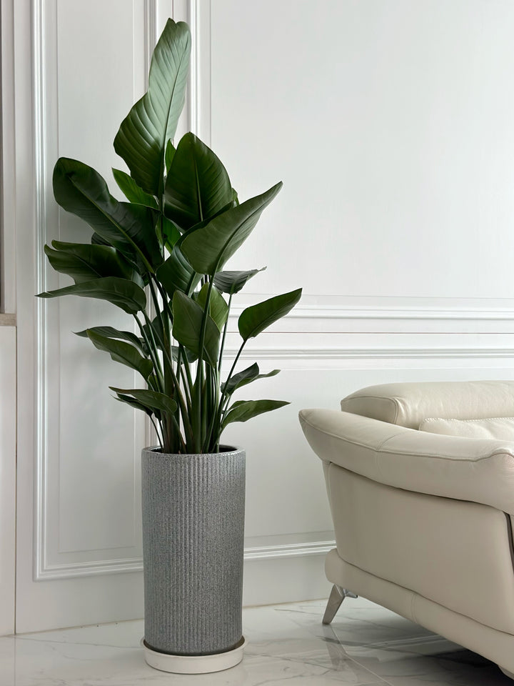 Online Plant Store | Landscape design | Jungle Corner 植角