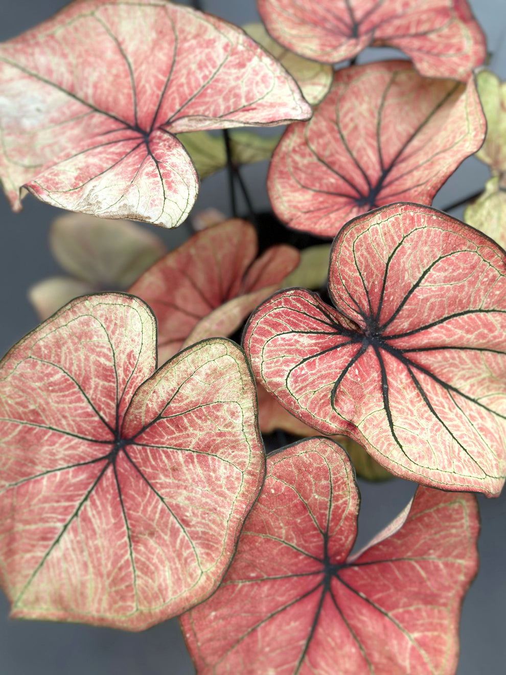 彩葉芋#2-Peach Juice | Caladium bicolor – Jungle Corner